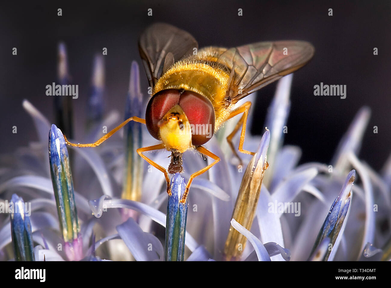 Hoverfly compound eyes hi-res stock photography and images - Alamy