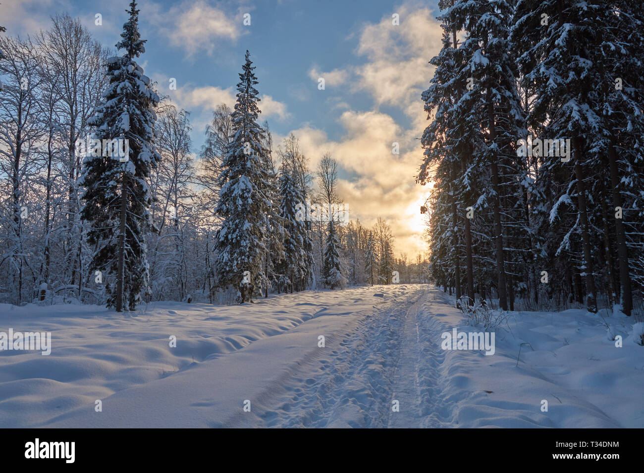 winter forest at sunny day Stock Photo - Alamy