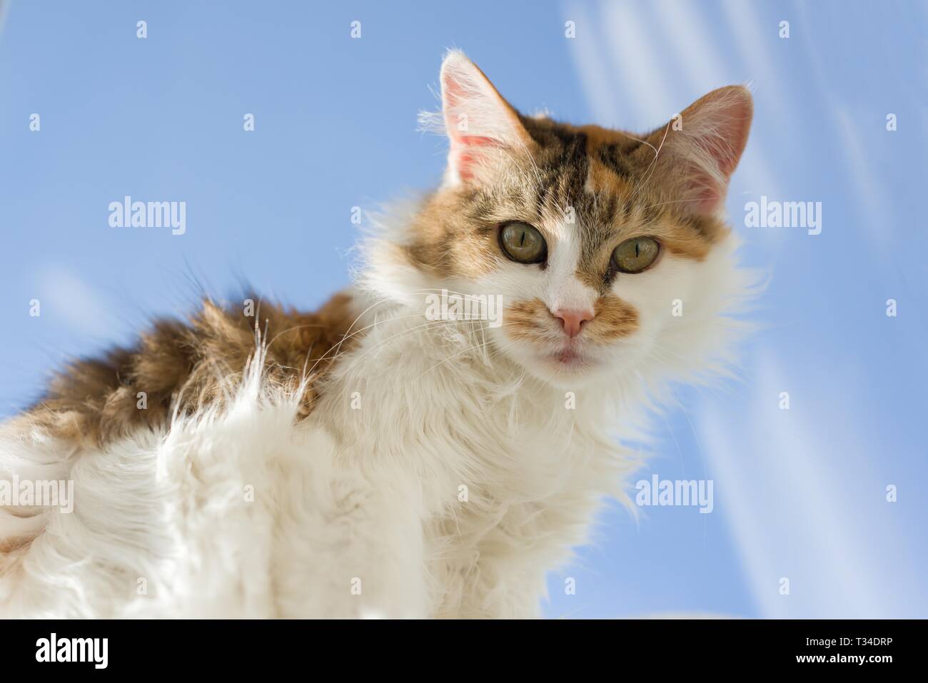 Portrait of 10 year old domestic tricolor female cat looking at the ...