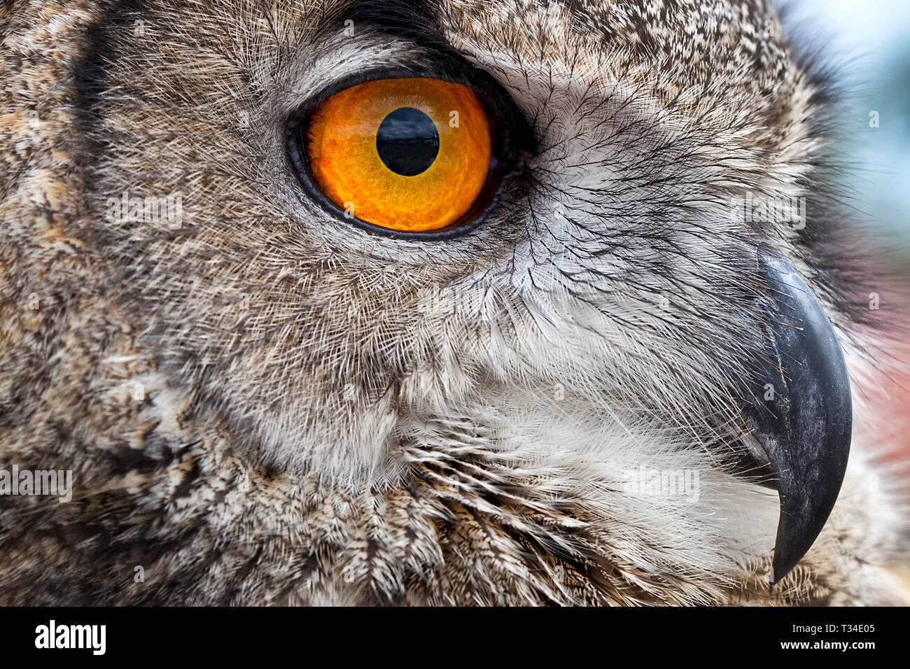 American eagle owl hi-res stock photography and images - Alamy