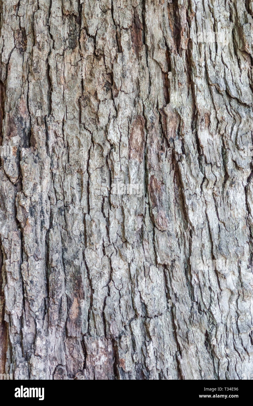 Mexican White Oak, Quercus polymorpha, Tree bark texture, Tree trunk ...