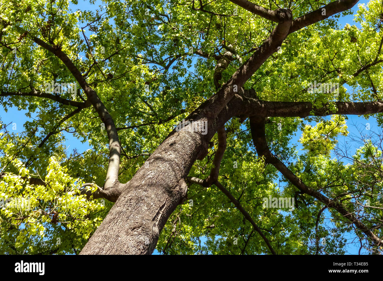 Tree trunk texture bark hi-res stock photography and images - Alamy