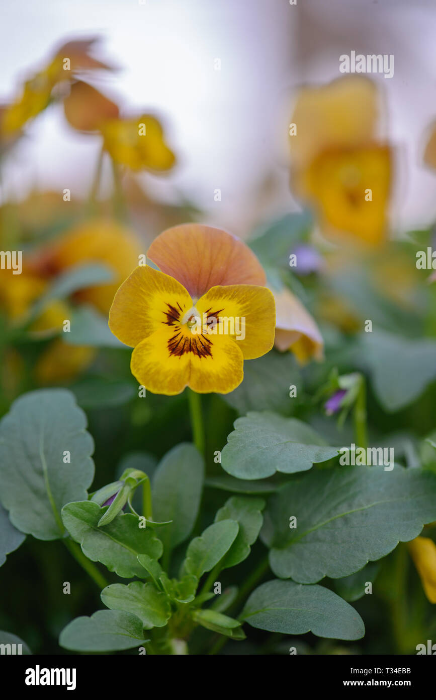 orange and yellow viola Stock Photo - Alamy
