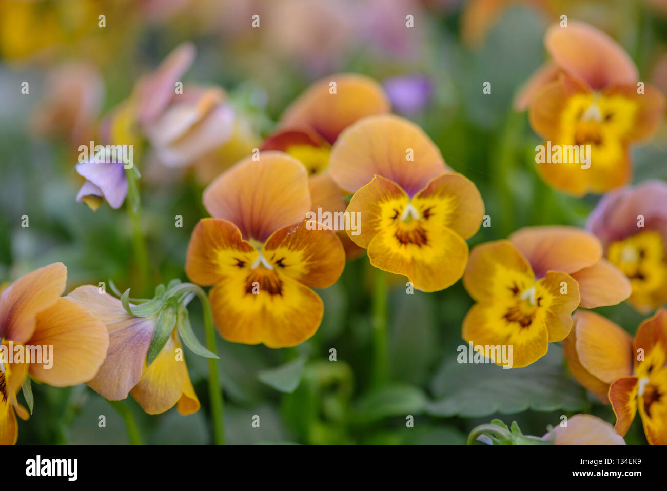 orange and yellow viola Stock Photo - Alamy