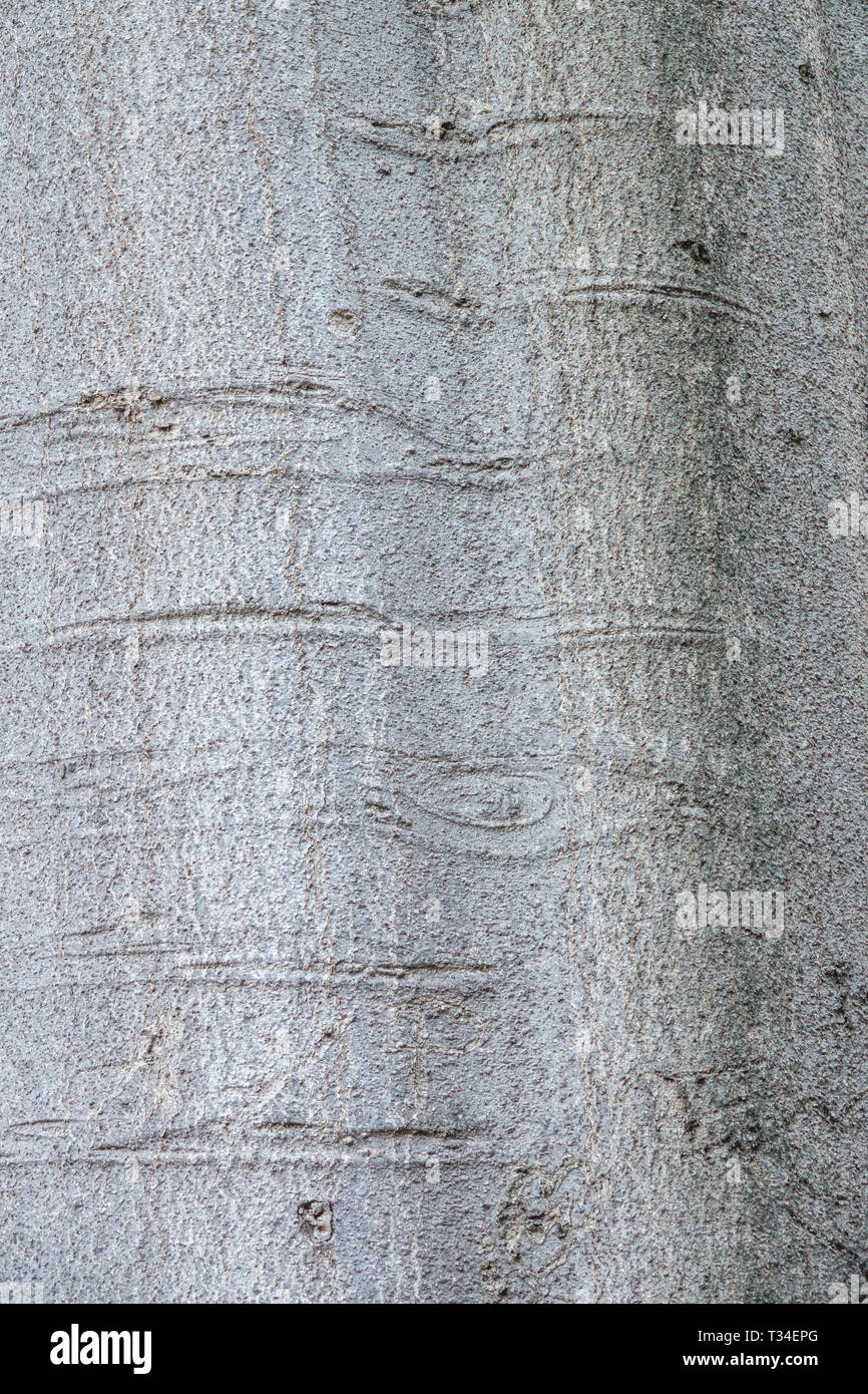 Chinese Hackberry, Celtis sinensis, Tree bark texture, Tree trunk Stock ...