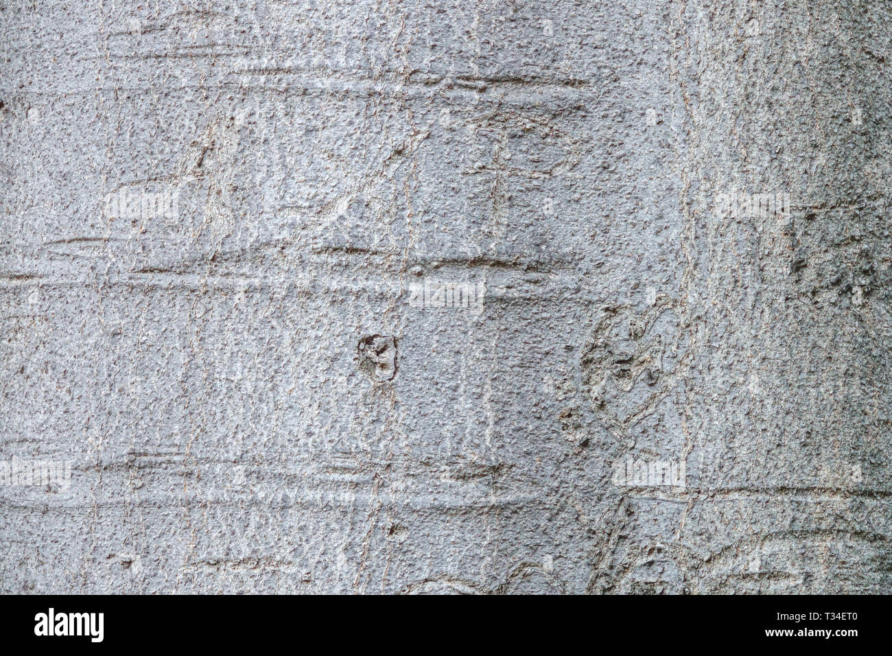 Chinese Hackberry, Celtis sinensis, Tree bark texture, Tree trunk Stock ...