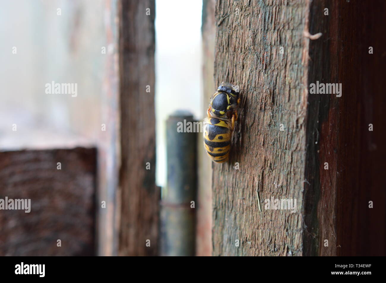 Wasp on wooden door frame Stock Photo - Alamy