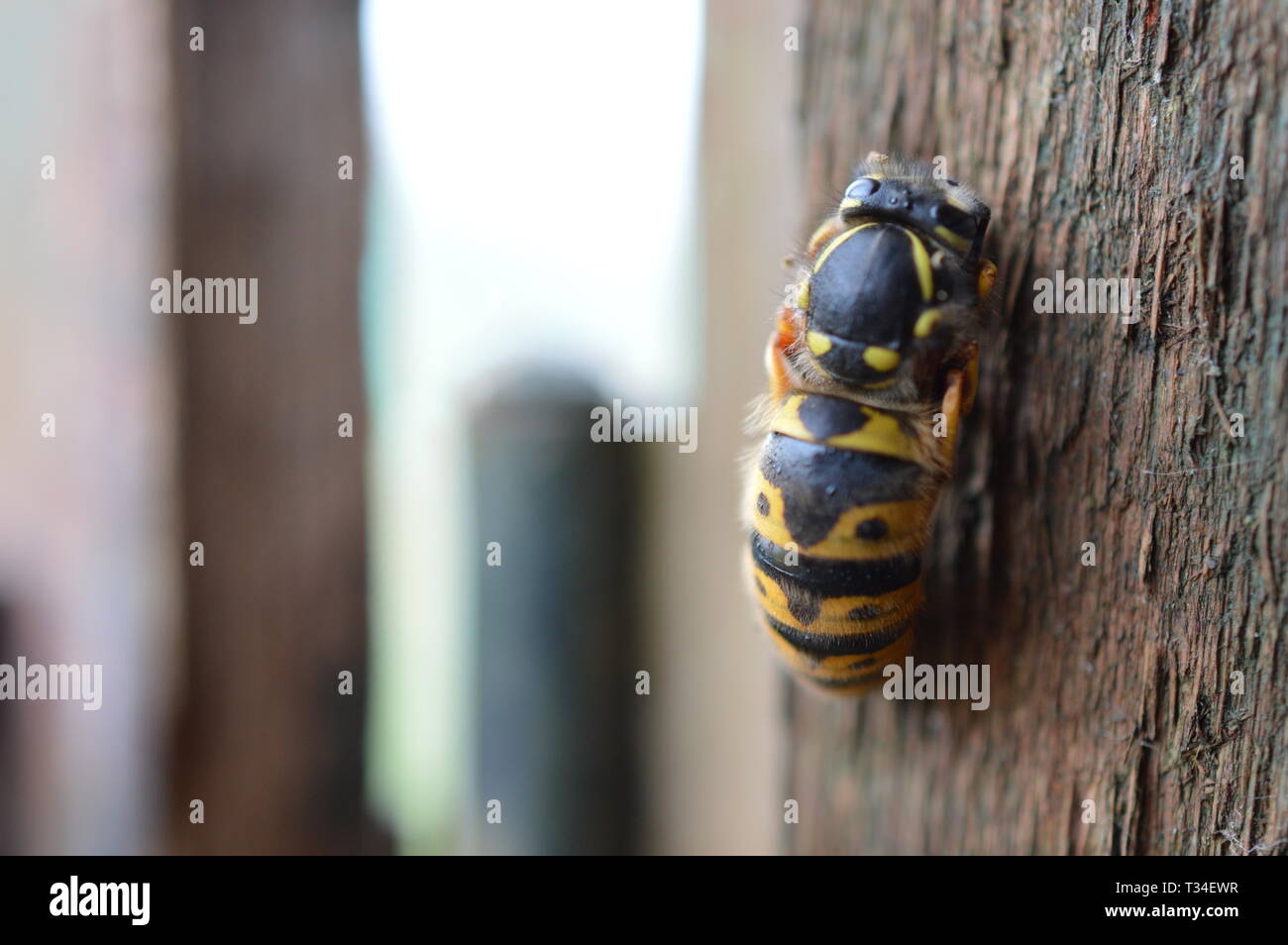 Wasp on wooden door frame Stock Photo - Alamy