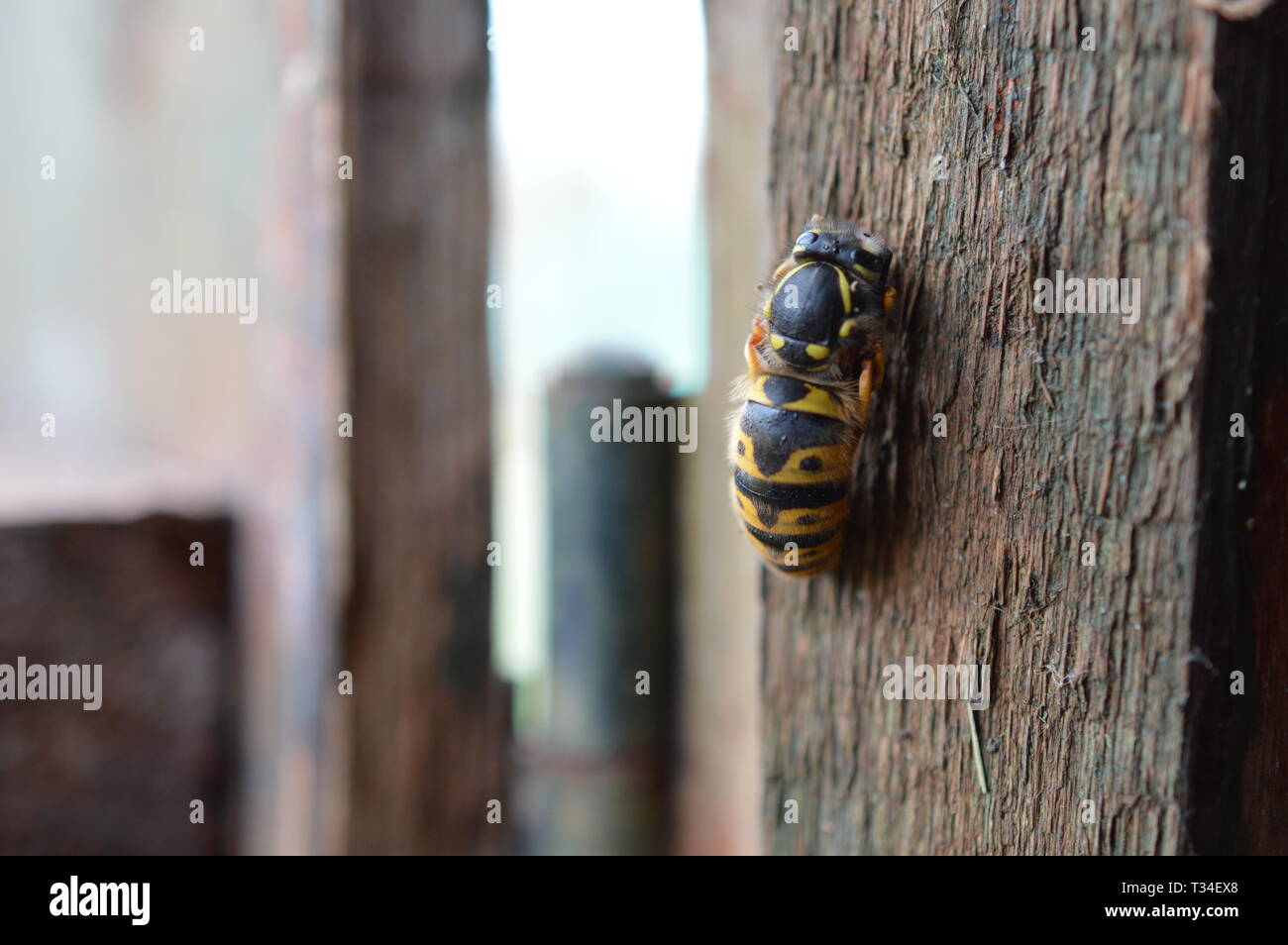 Wasp on wooden door frame Stock Photo - Alamy