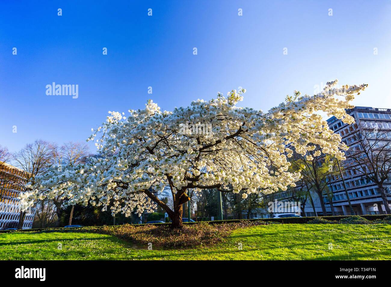 Single cherry blossom tree hi-res stock photography and images - Alamy