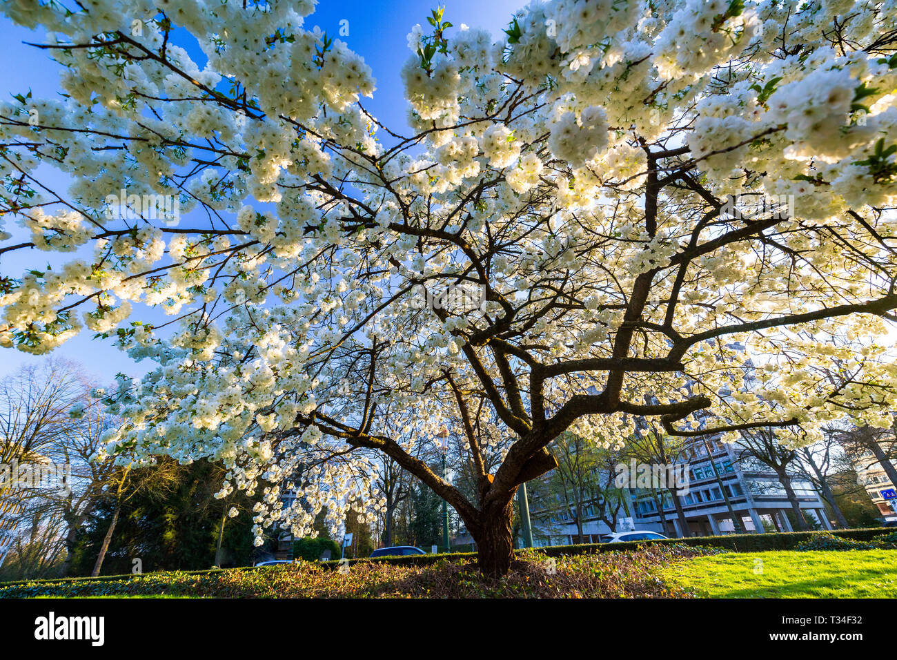 Single cherry blossom tree hi-res stock photography and images - Alamy