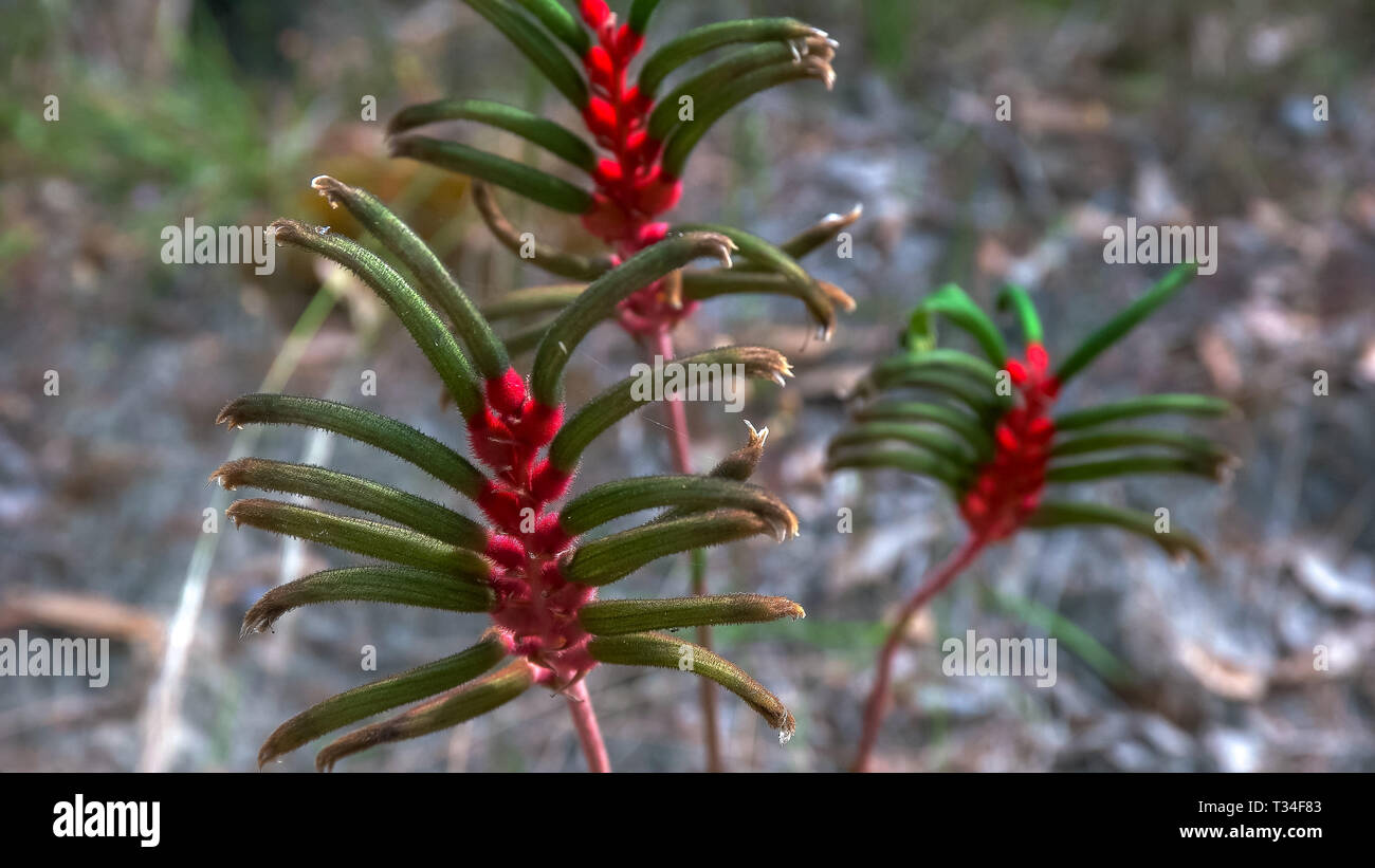 Kangaroo paw flower hi-res stock photography and images - Alamy