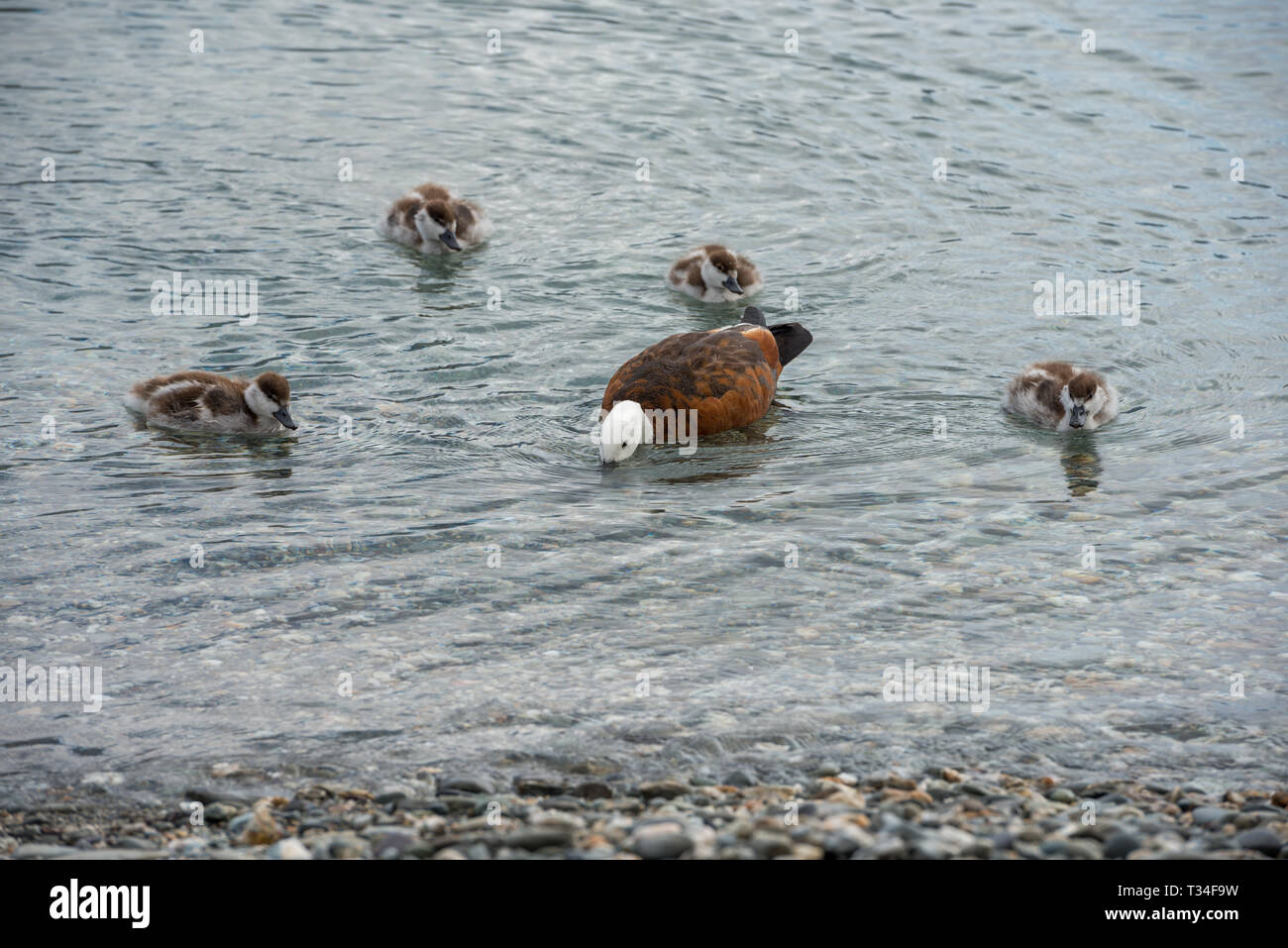 Ducklings following mother hi-res stock photography and images - Alamy