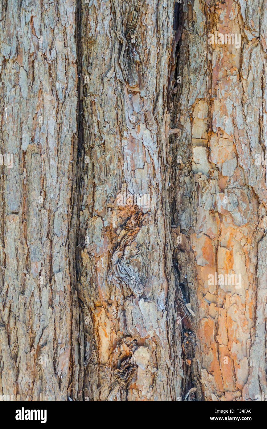 Osage Orange, Maclura pomifera, Tree bark texture, Tree trunk Stock ...