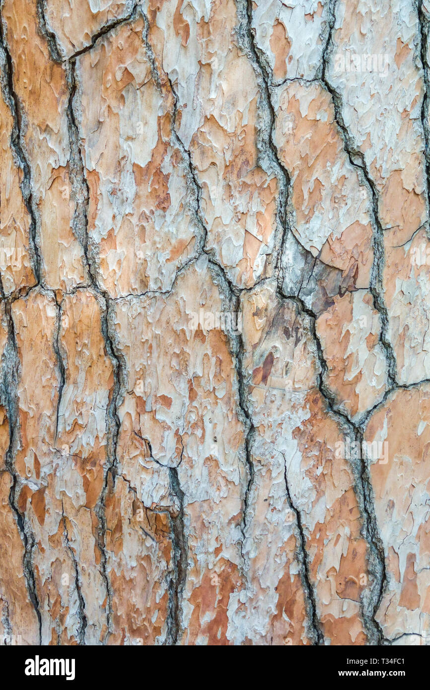 Stone Pine, Pinus pinea, Tree bark texture, Tree trunk Stock Photo - Alamy