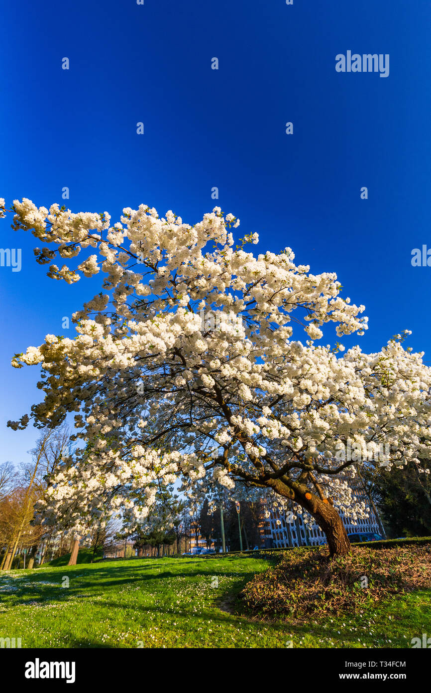 Cherry plum tree hi-res stock photography and images - Alamy
