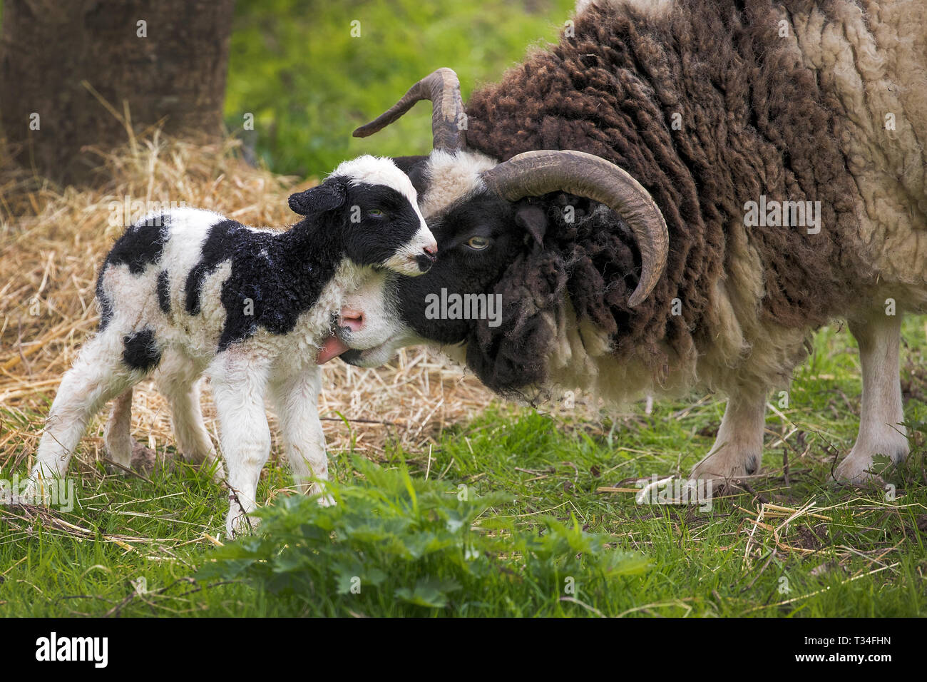 Jacob breed lamb hi-res stock photography and images - Alamy