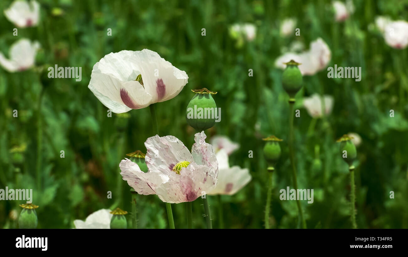 close up of opium poppy flowers growing in tasmania, australia Stock ...