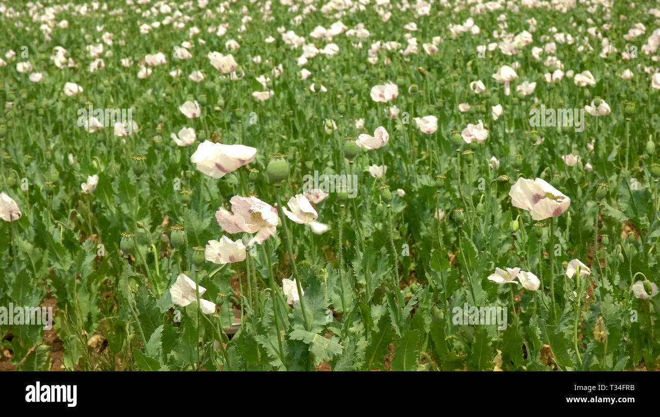 opium poppy plants growing in tasmania, australia Stock Photo - Alamy