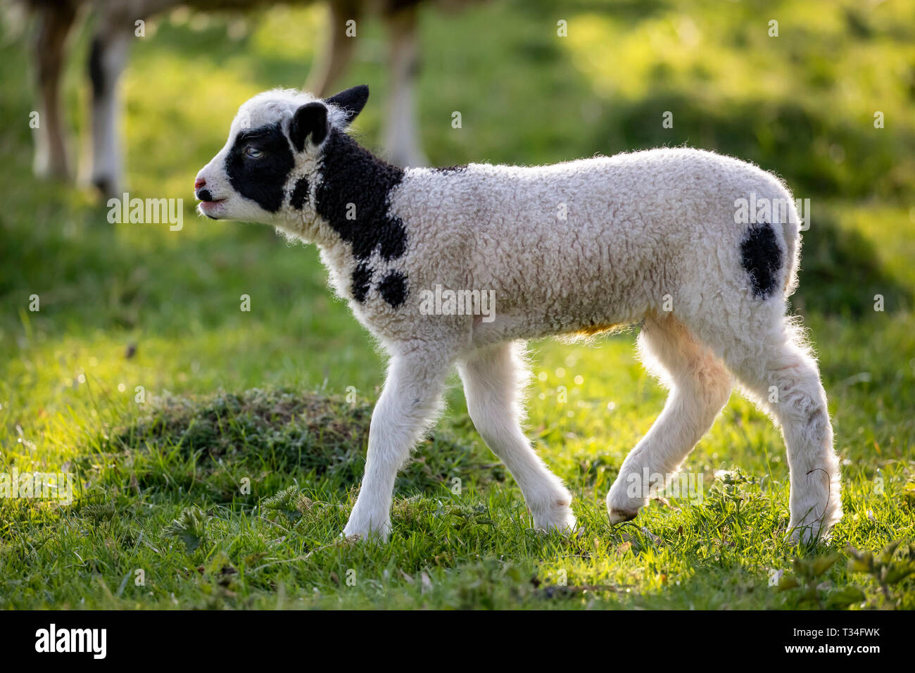 Jacob sheep lamb hi-res stock photography and images - Alamy