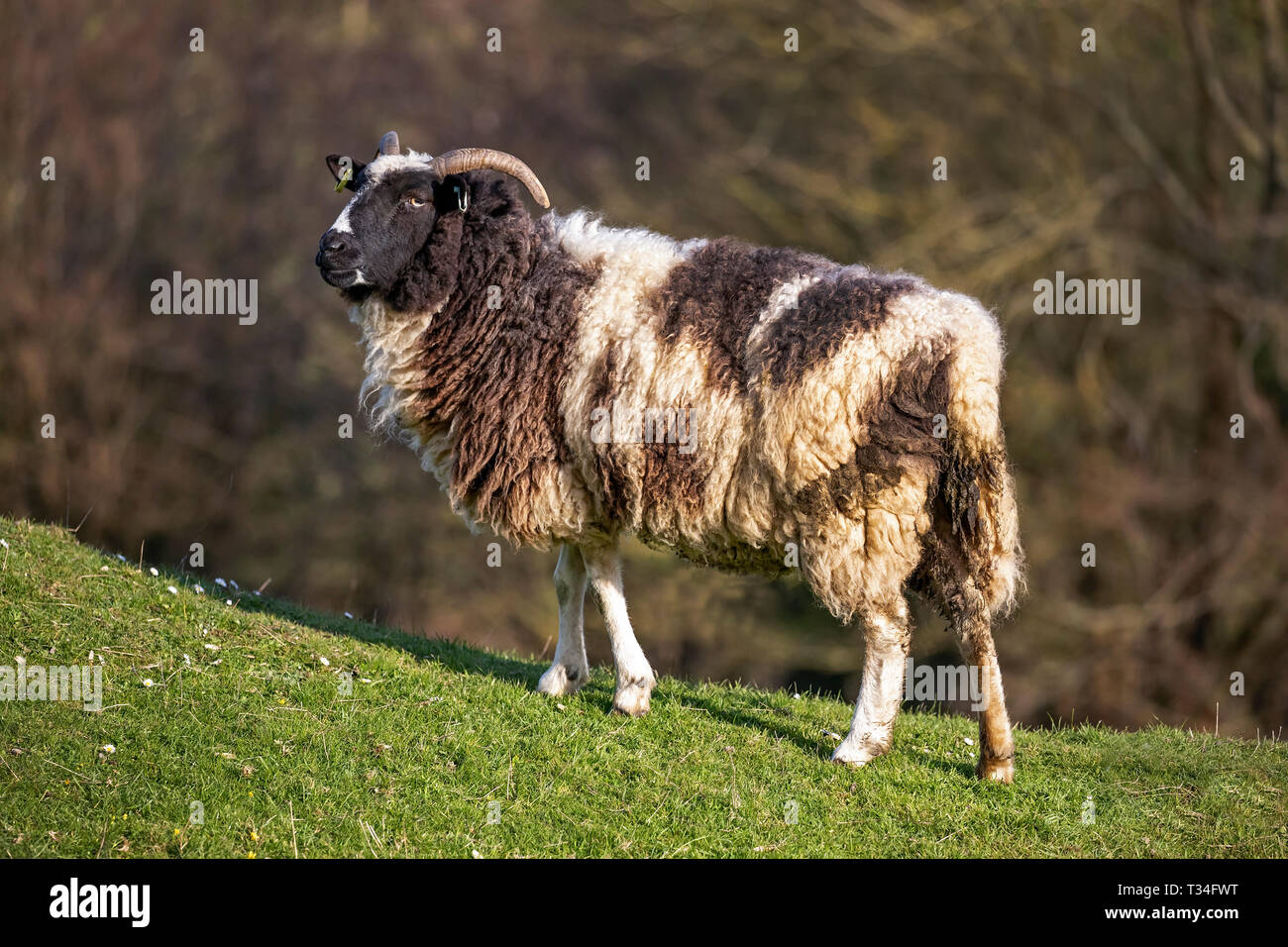 Jacob sheep hi-res stock photography and images - Alamy
