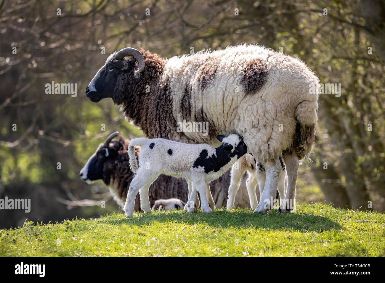 Jacob sheep lamb hi-res stock photography and images - Alamy
