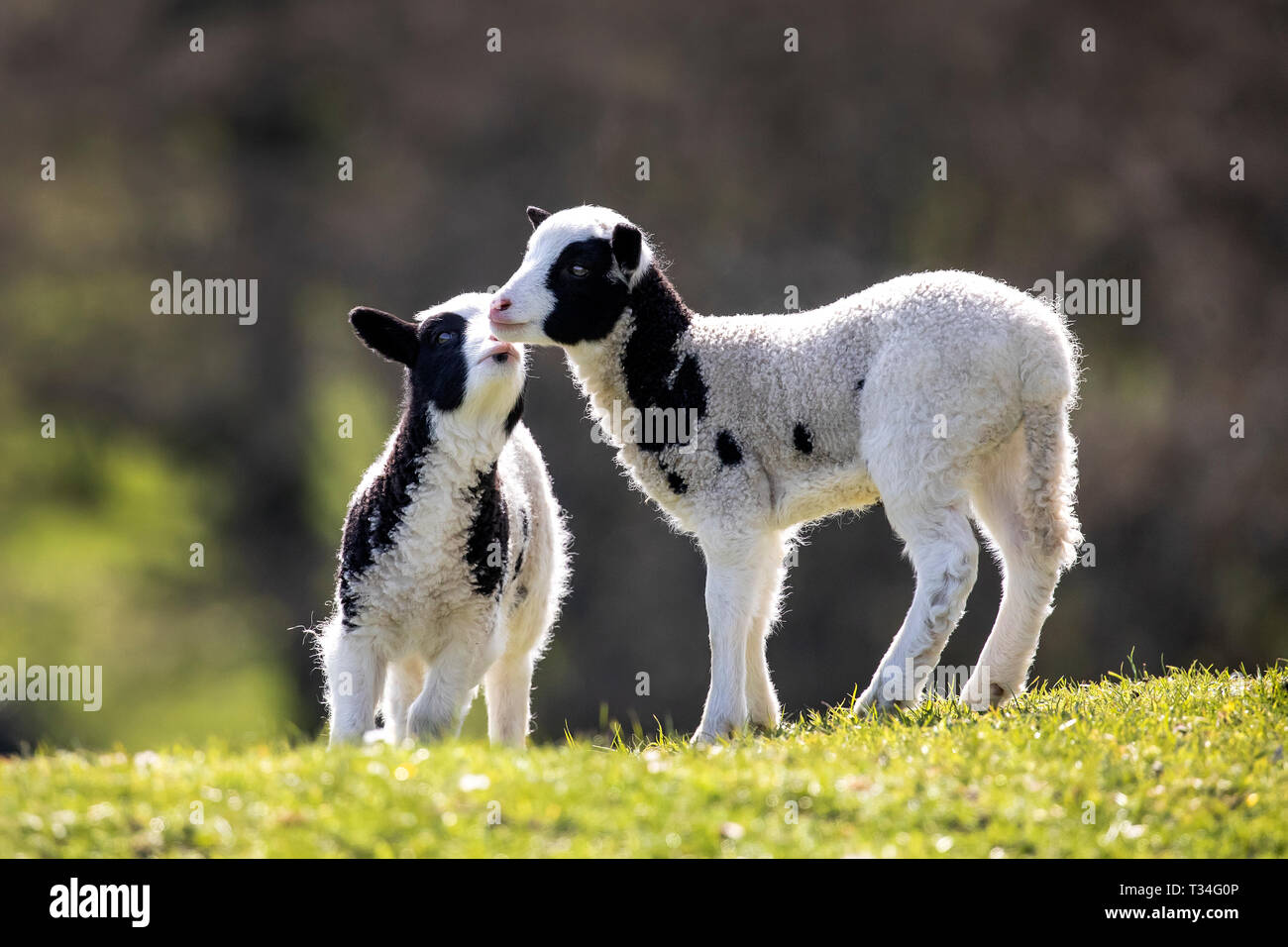 Jacob sheep and lambs, new-born march 2019, with property release Stock ...