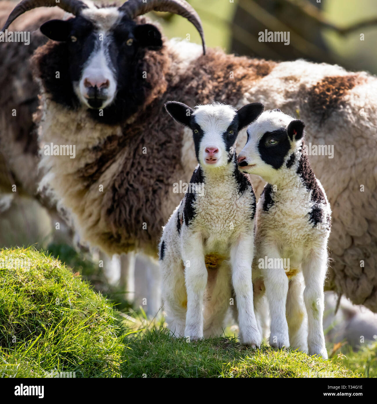 Jacob Sheep