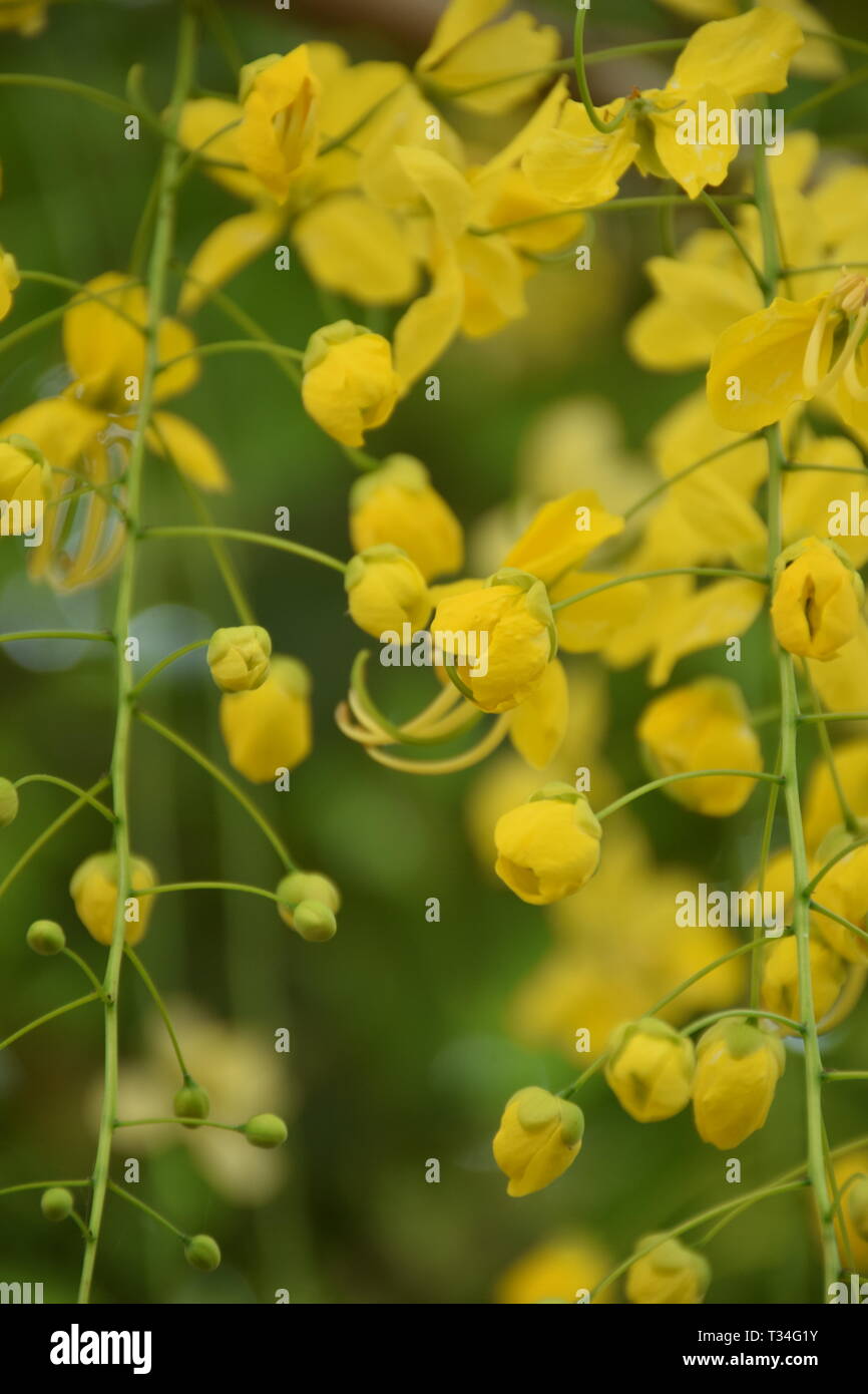 Cassia fistula hi-res stock photography and images - Alamy