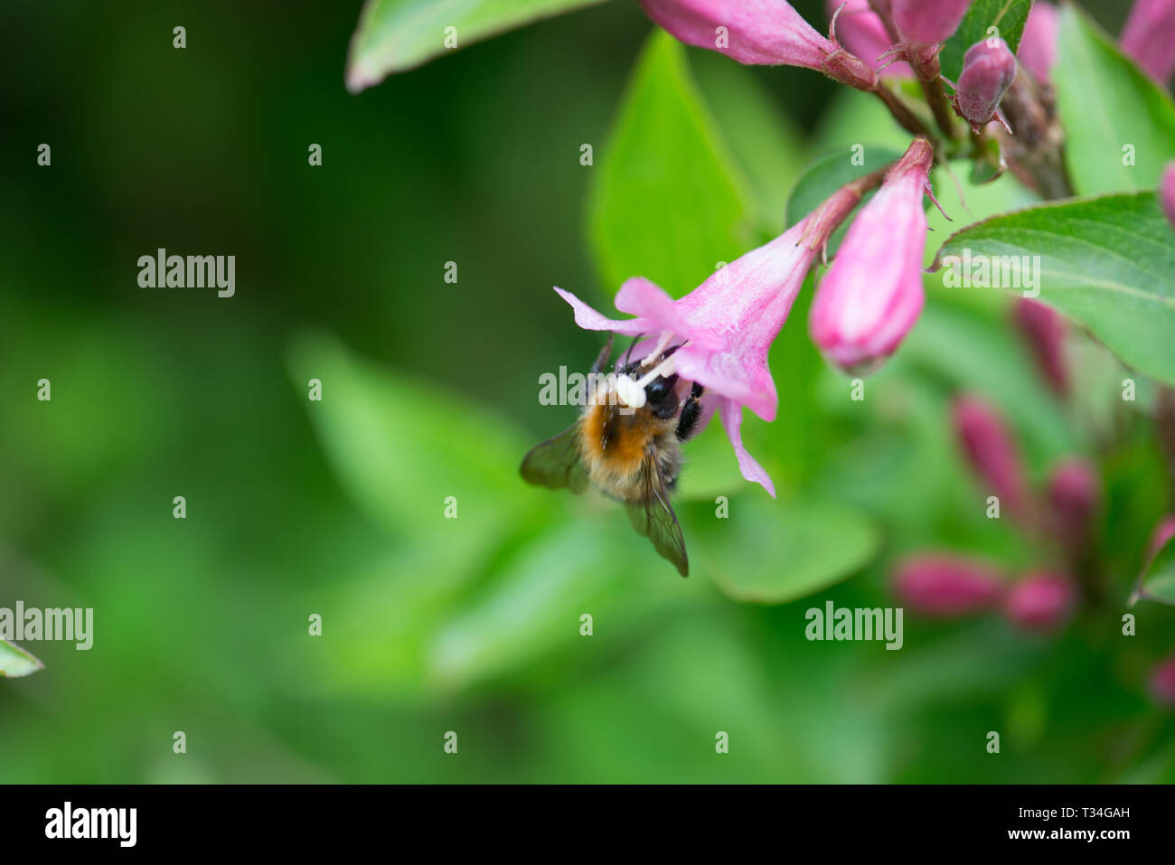 Weigelia Pink Poppet Stock Photo - Alamy
