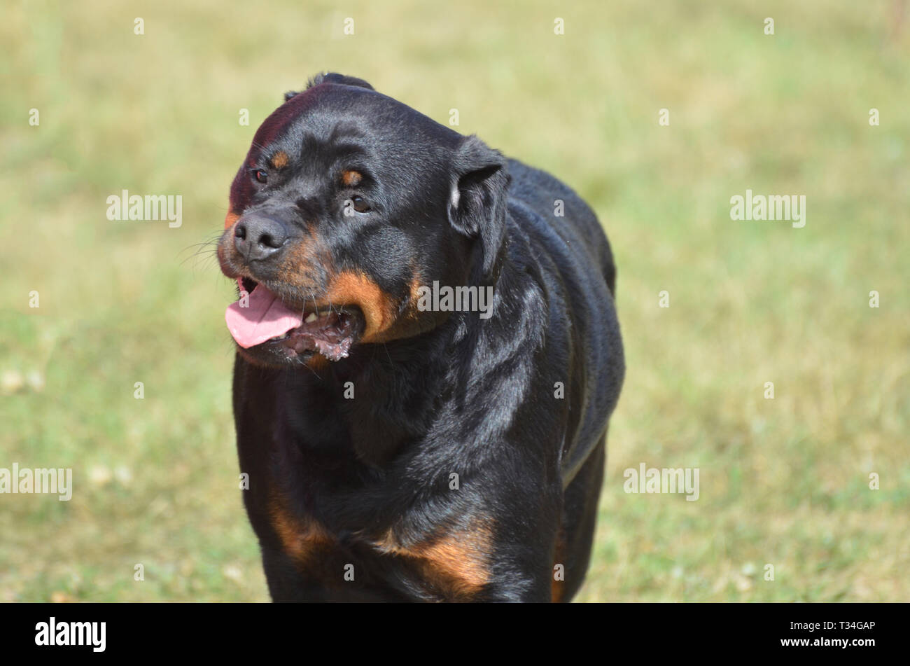 Cute face of a rottweiler dog face Stock Photo - Alamy