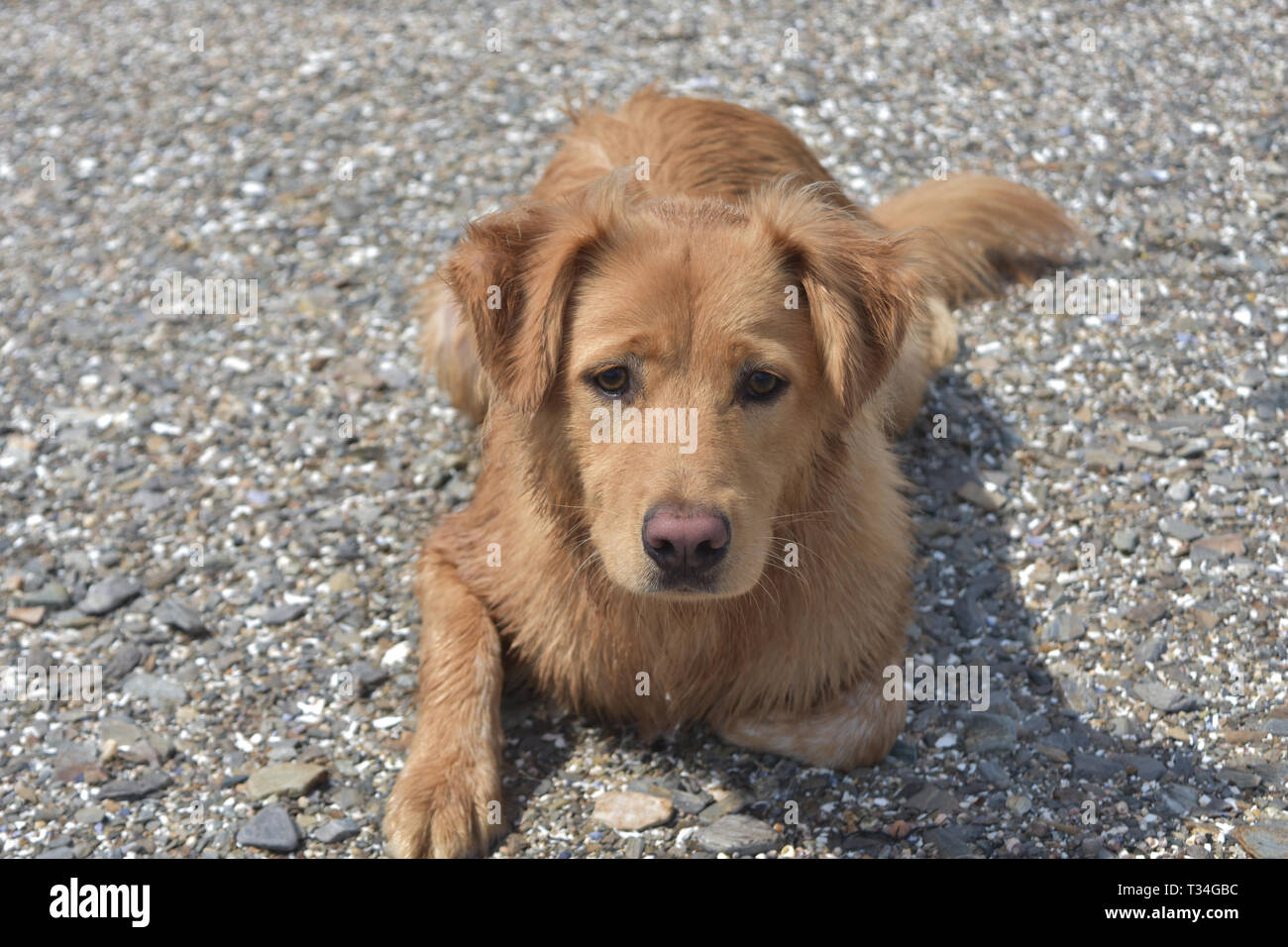 Beautiful photo of the face of a scotty dog Stock Photo - Alamy