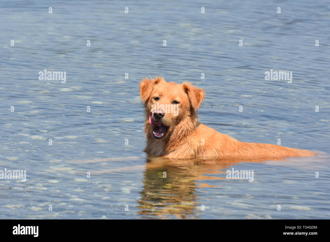 Adorable nova scotia dog's mouth open in the water Stock Photo - Alamy