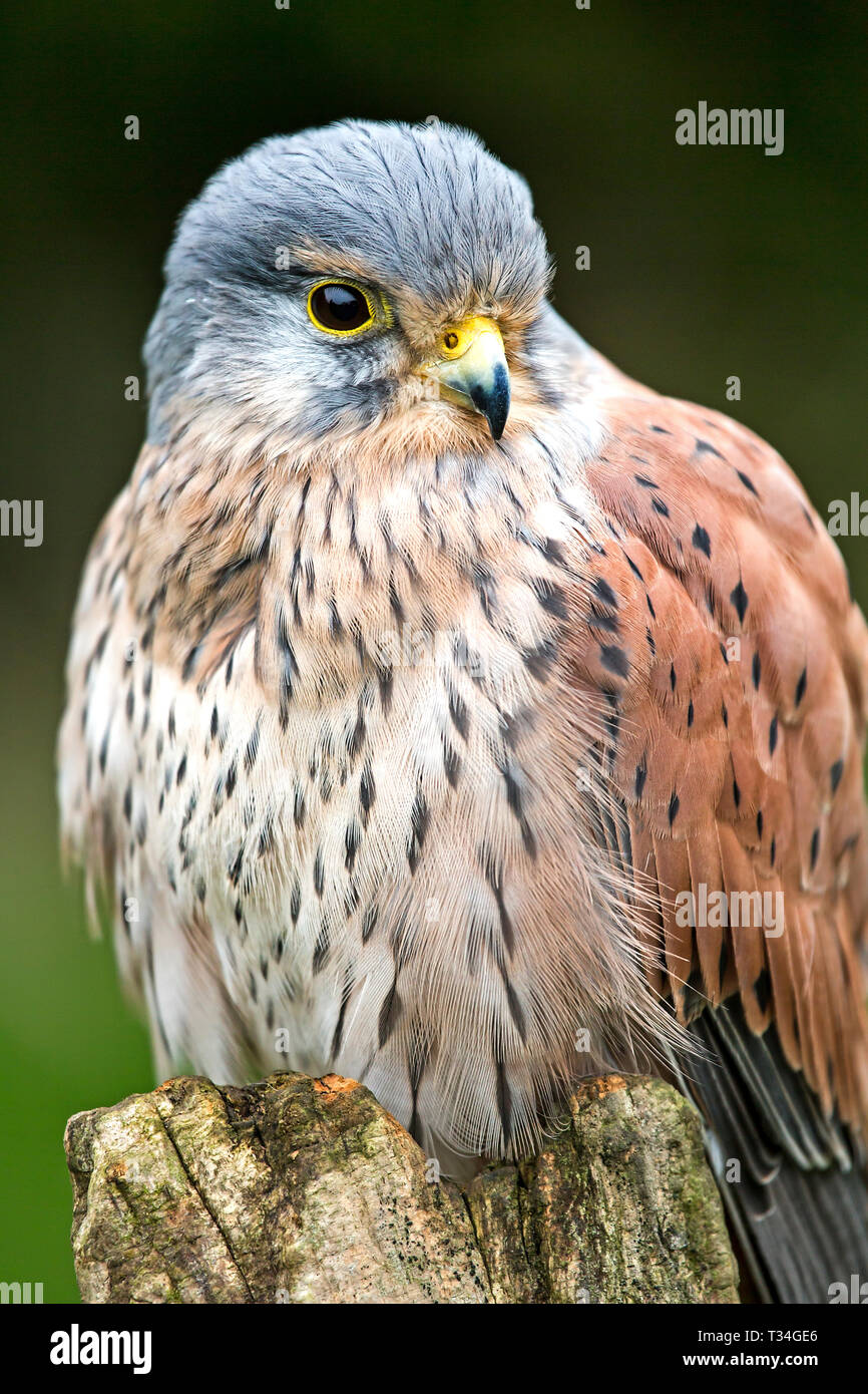 Cute kestrel hi-res stock photography and images - Alamy