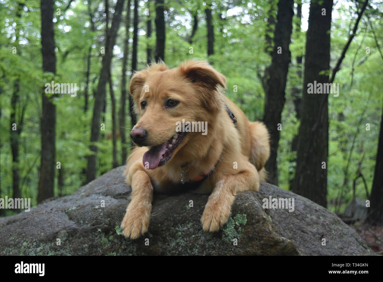 Toller golden retriever hi-res stock photography and images - Alamy