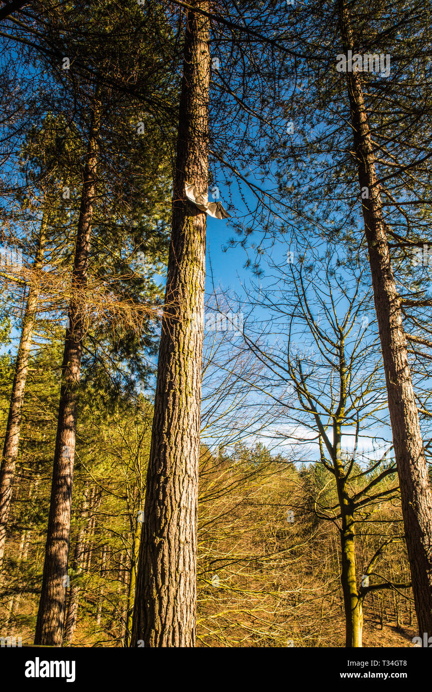 bat up the trees Vampire Ray Boswell Stock Photo - Alamy