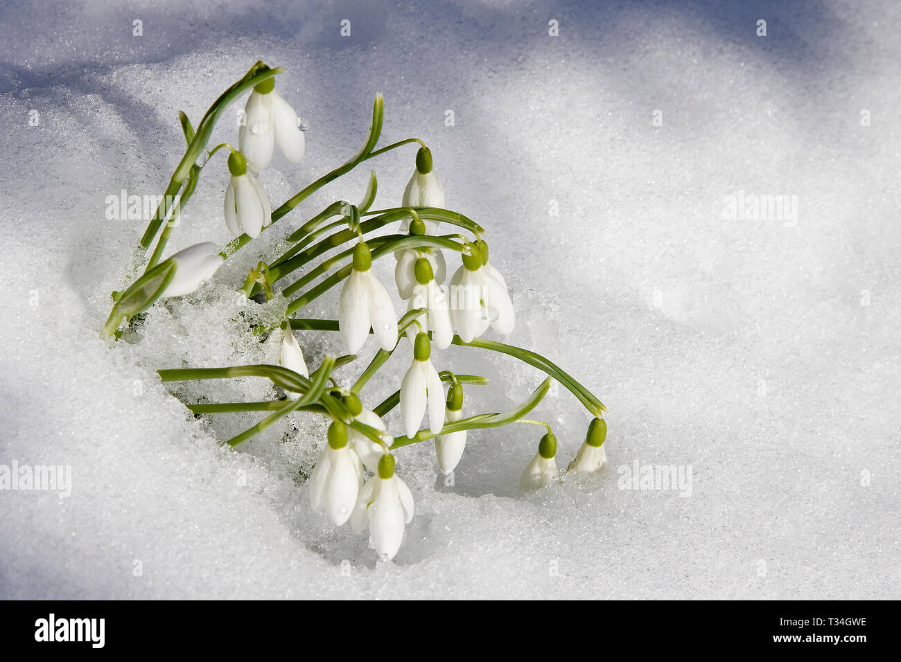 Milk flower hi-res stock photography and images - Alamy