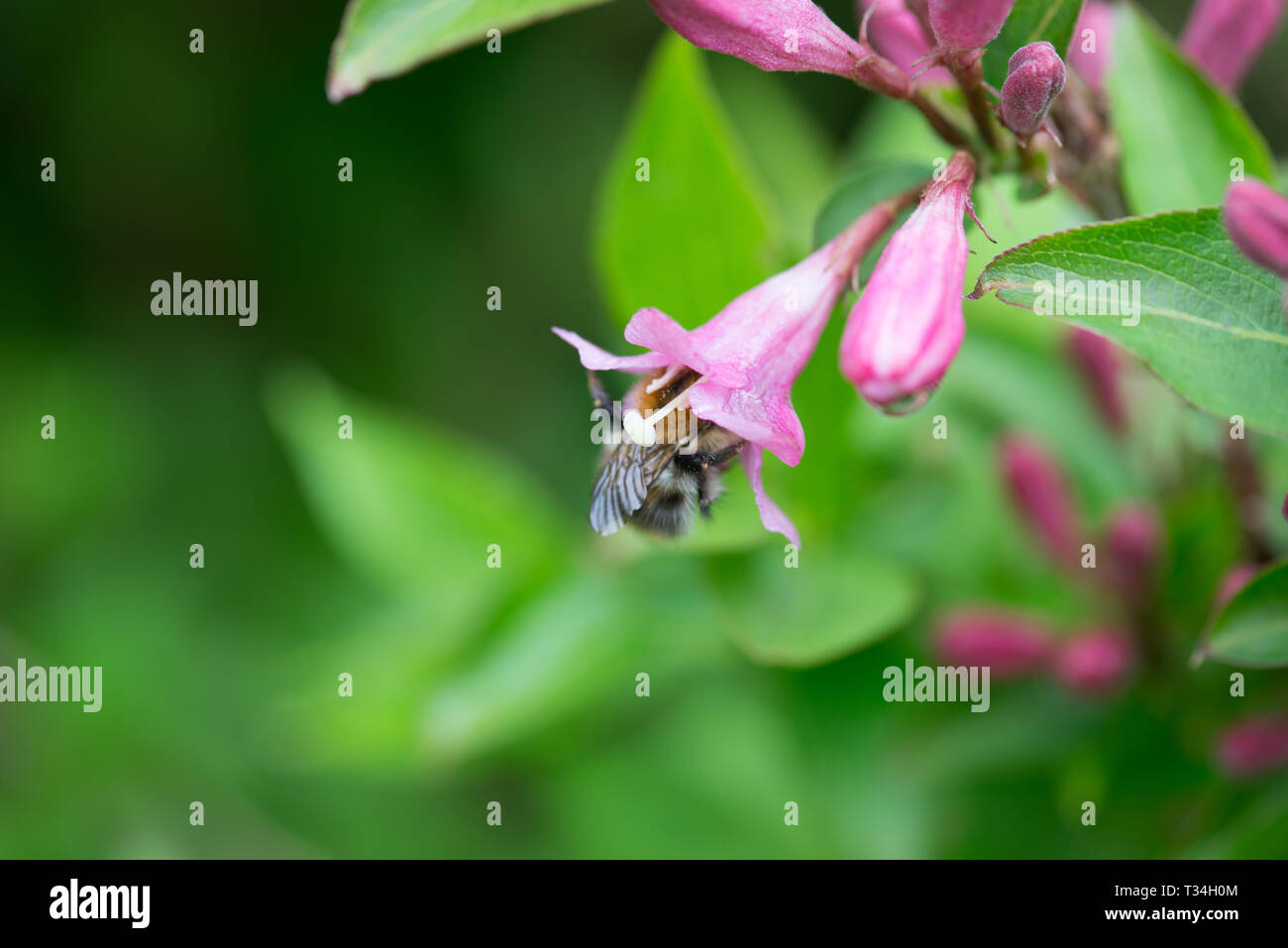 Weigelia Pink Poppet Stock Photo - Alamy