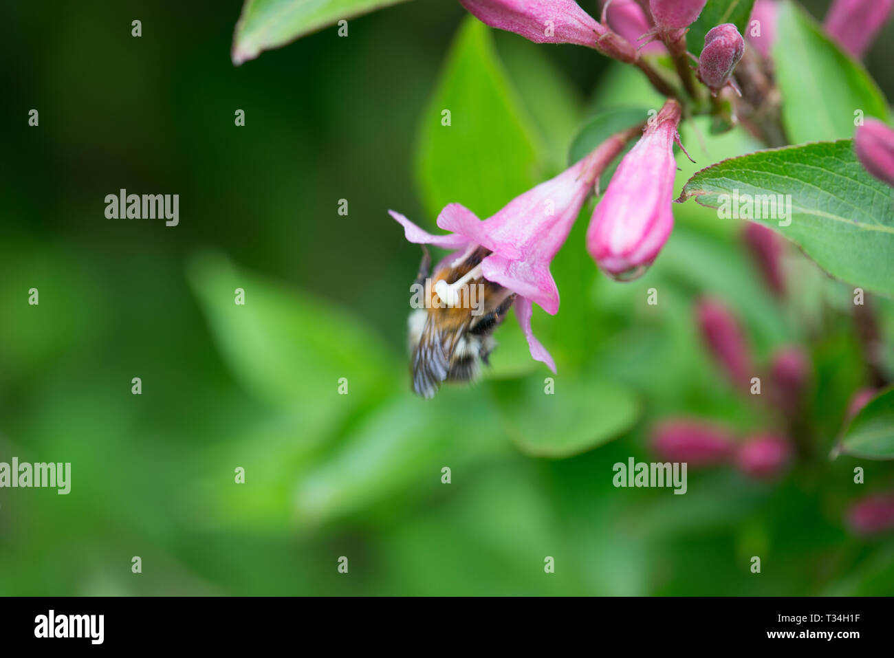 Pink poppet hi-res stock photography and images - Alamy