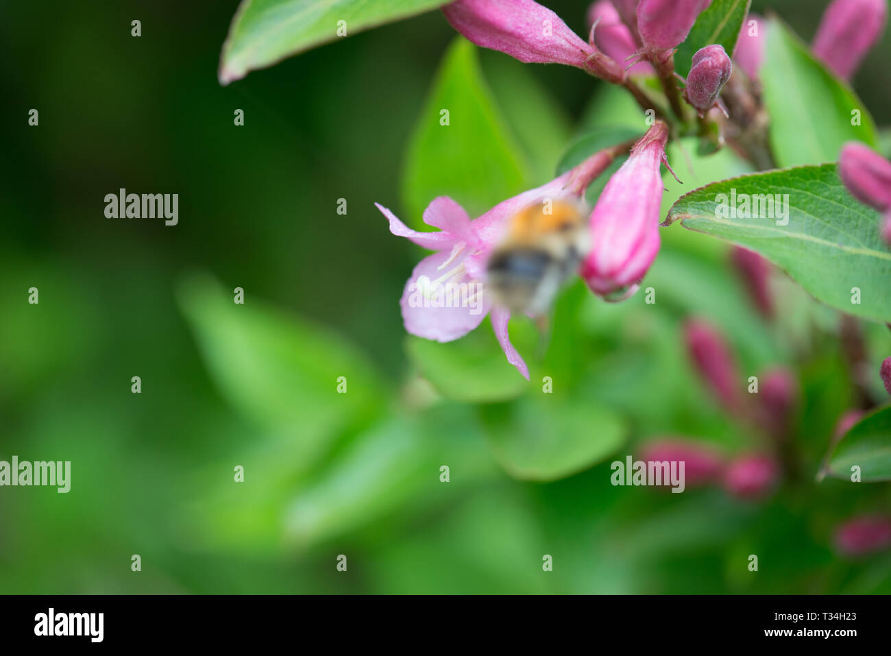 Weigelia Pink Poppet Stock Photo - Alamy