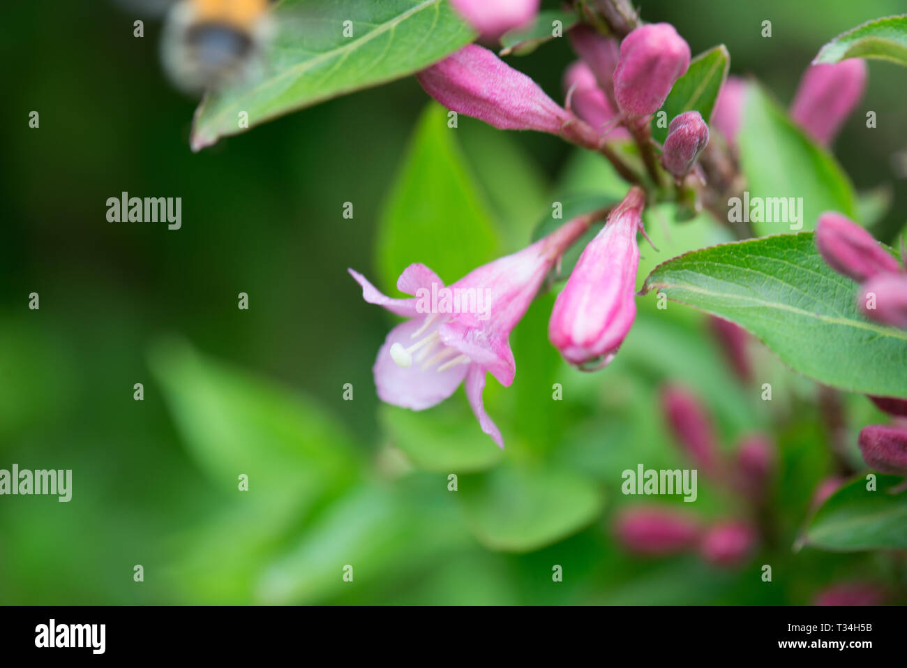 Weigelia Pink Poppet Stock Photo - Alamy
