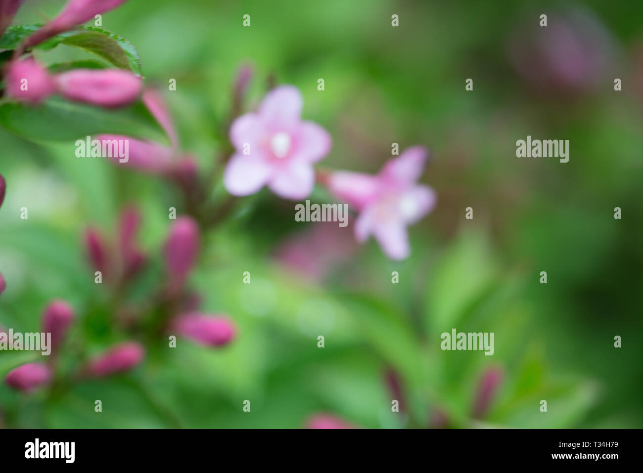 Pink poppet hi-res stock photography and images - Alamy
