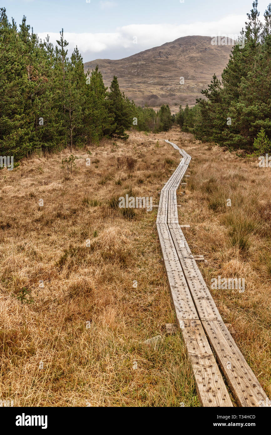 Western way trail in a bog with pine forest around, Maam Cross, Galway ...