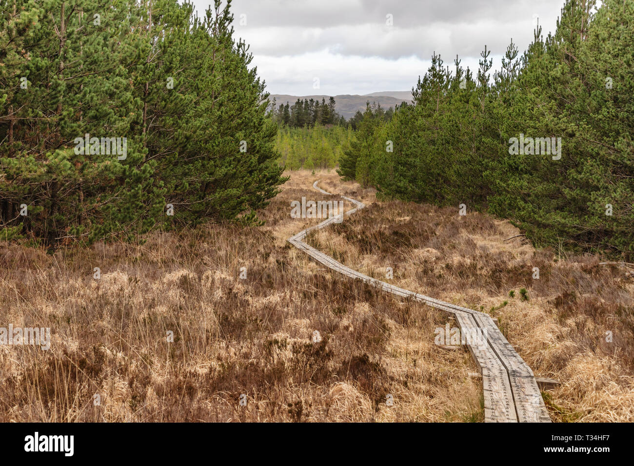 Western way trail in a bog with pine forest around, Maam Cross, Galway ...