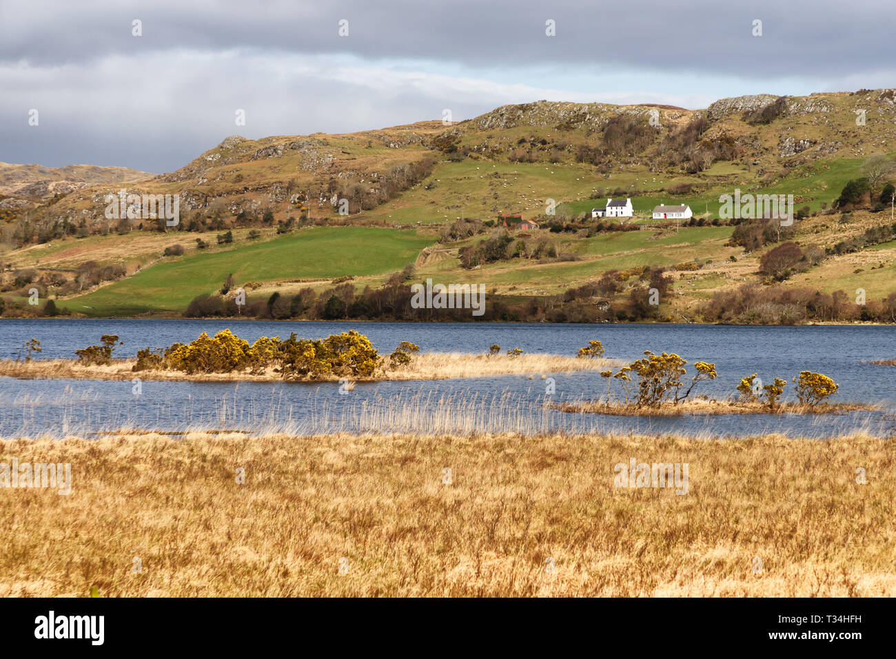 Farm, lake and vegetation at Western way trail in Lough Corrib, Maam ...