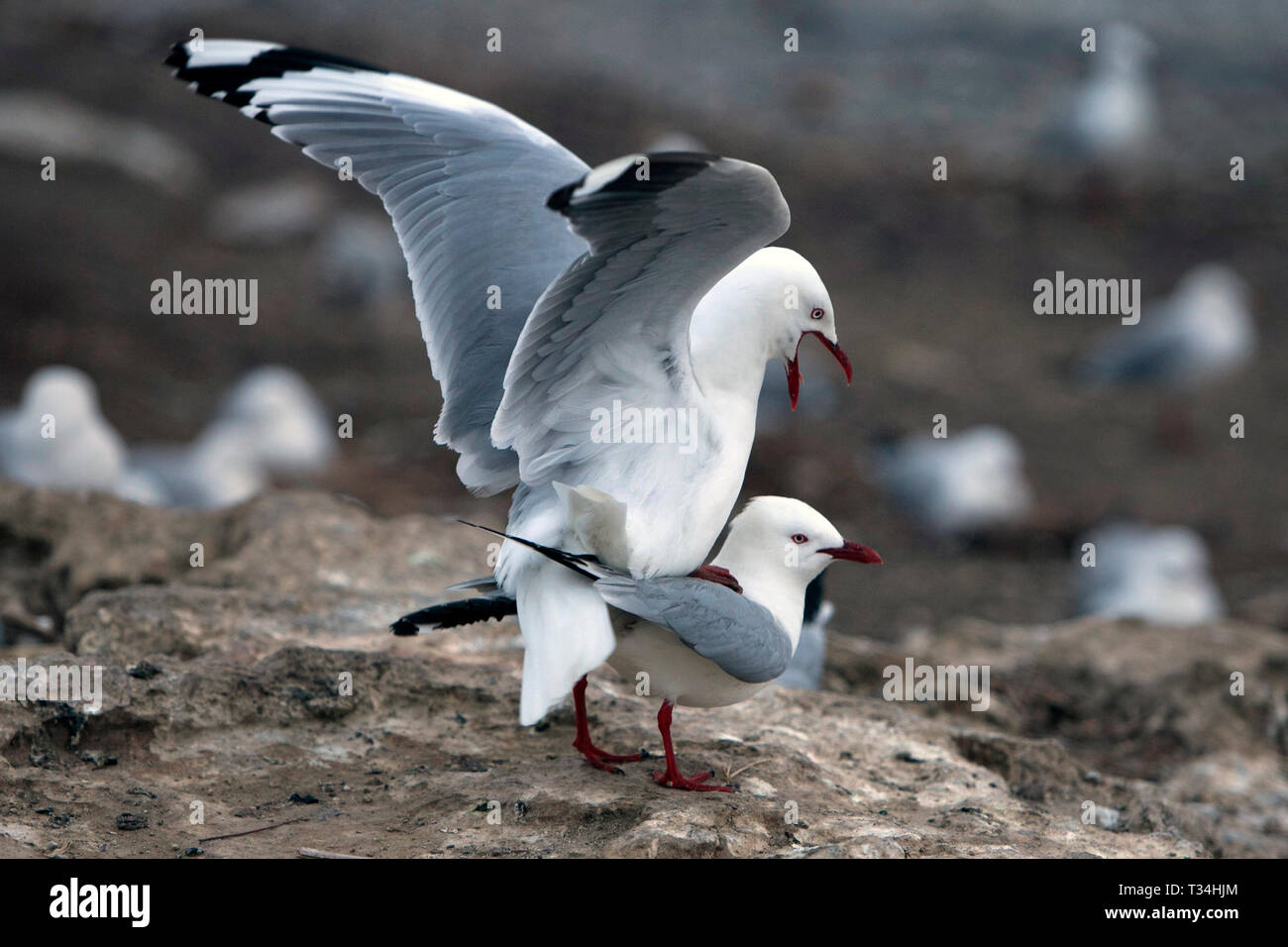 Seagull side view bird hi-res stock photography and images - Alamy