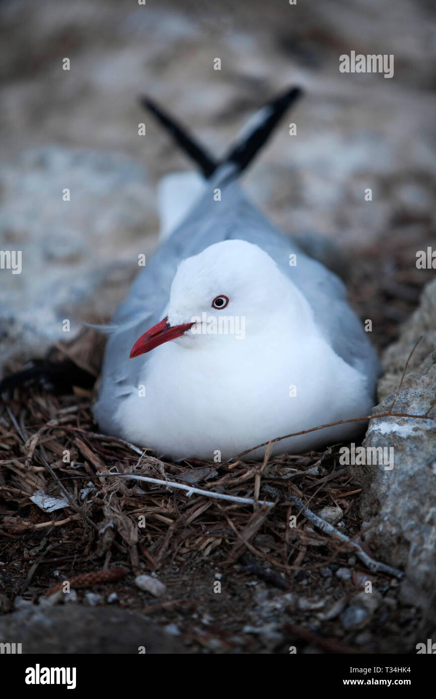 Looking up at a seagull hi-res stock photography and images - Alamy