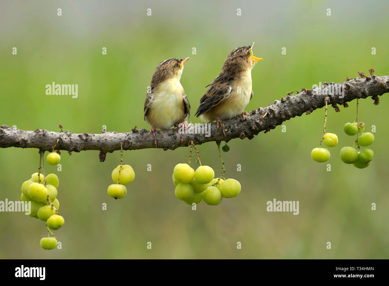 Two birds on a branch, Indonesia Stock Photo - Alamy