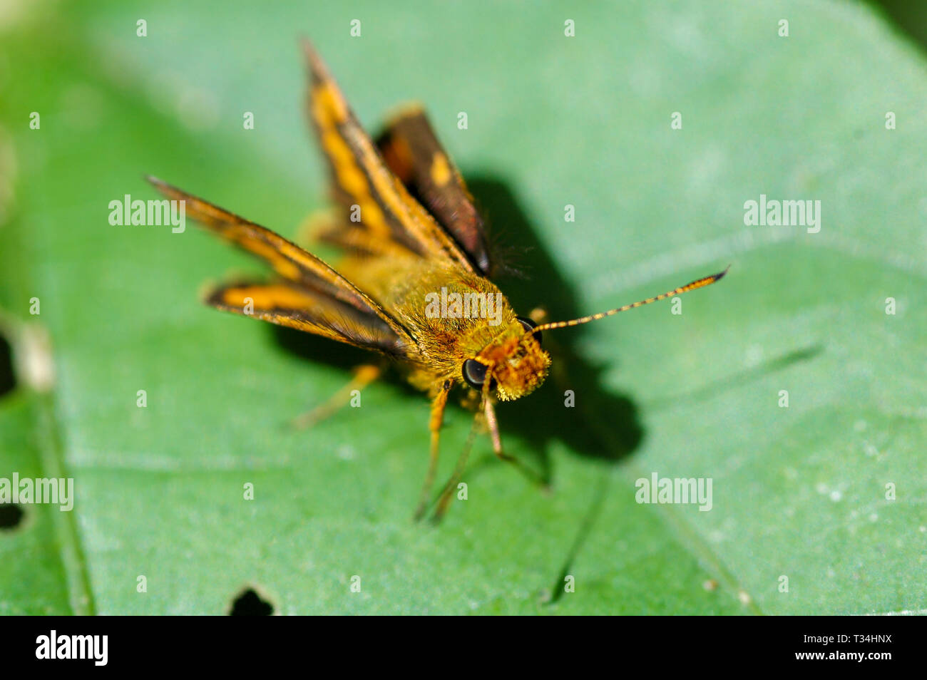 Insect on a leaf, Indonesia Stock Photo - Alamy