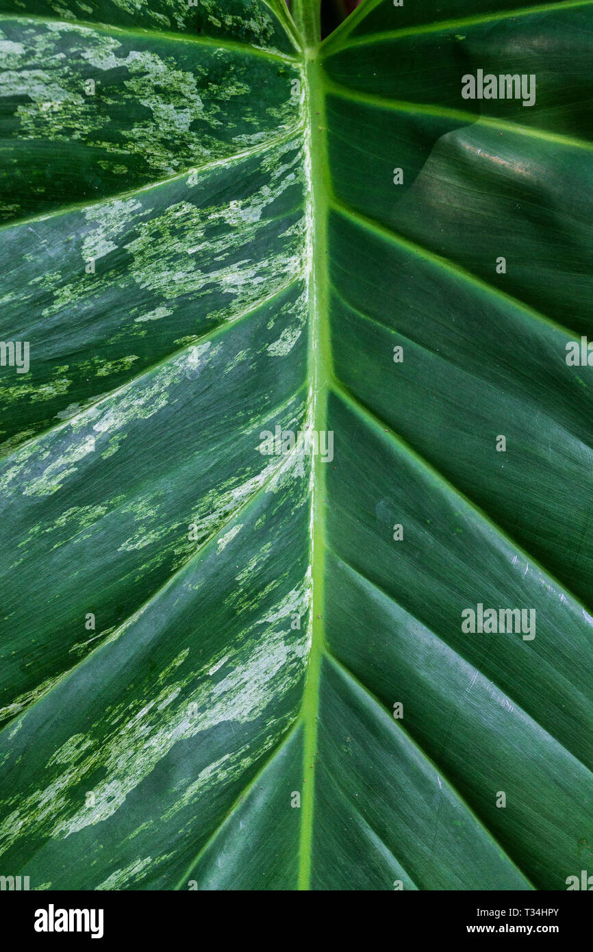 Close up view of green leaf hi-res stock photography and images - Alamy